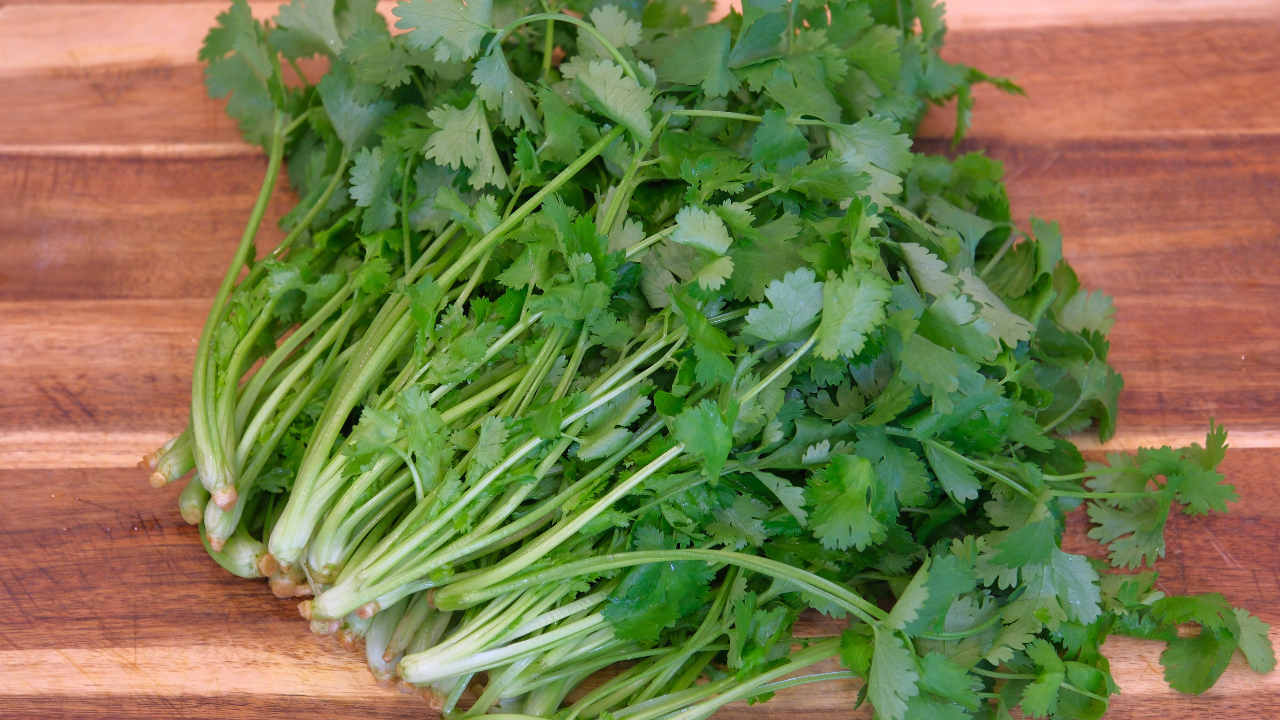 How to Preserve Cilantro (Stays Good for 5 Months) – Curated Kitchenware